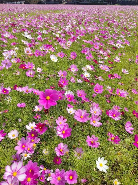 格桑花什么时候种_格桑花怎么种才爆花-第3张图片-山城妙识