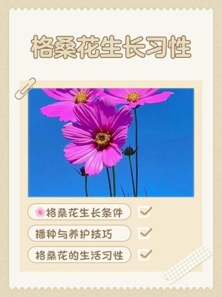 格桑花什么时候种_格桑花怎么种才爆花-第2张图片-山城妙识