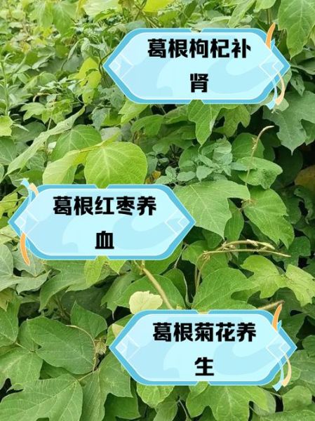 葛根泡水喝最佳搭配_葛根和什么一起泡水好-第1张图片-山城妙识