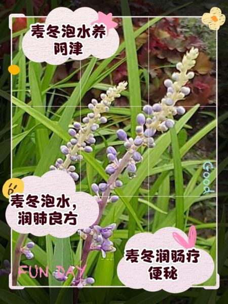 麦冬泡水喝的正确方法_麦冬泡水一天用量多少-第1张图片-山城妙识