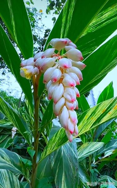 豆蔻年华打一生肖是什么_豆蔻年华对应生肖解析-第3张图片-山城妙识