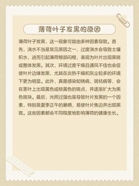 薄荷叶子发黑干枯怎么办_薄荷叶子边缘发黑干枯怎么救-第1张图片-山城妙识