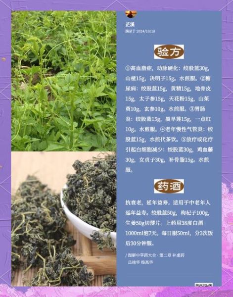 绞股蓝泡水喝的功效与作用_长期喝有副作用吗-第3张图片-山城妙识 绞股蓝泡水喝的功效与作用_长期喝有副作用吗-第3张图片-山城妙识
