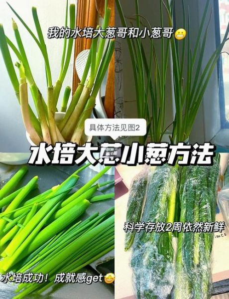 水葱怎么养_水葱和香蒲的区别-第1张图片-山城妙识 水葱怎么养_水葱和香蒲的区别-第1张图片-山城妙识