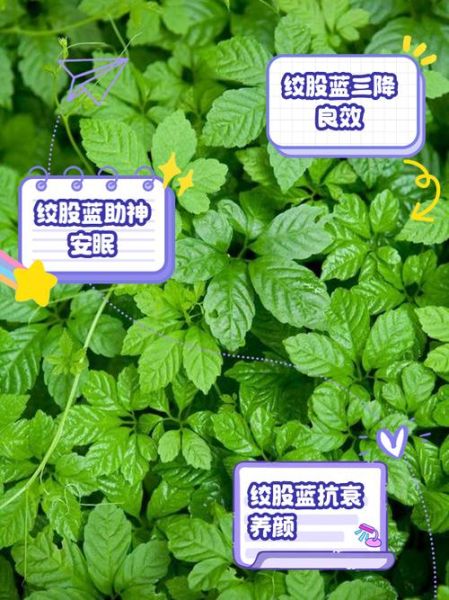 绞股蓝泡水喝的功效与作用_长期喝有副作用吗-第1张图片-山城妙识 绞股蓝泡水喝的功效与作用_长期喝有副作用吗-第1张图片-山城妙识