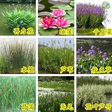 水葱怎么养_水葱和香蒲的区别-第3张图片-山城妙识 水葱怎么养_水葱和香蒲的区别-第3张图片-山城妙识