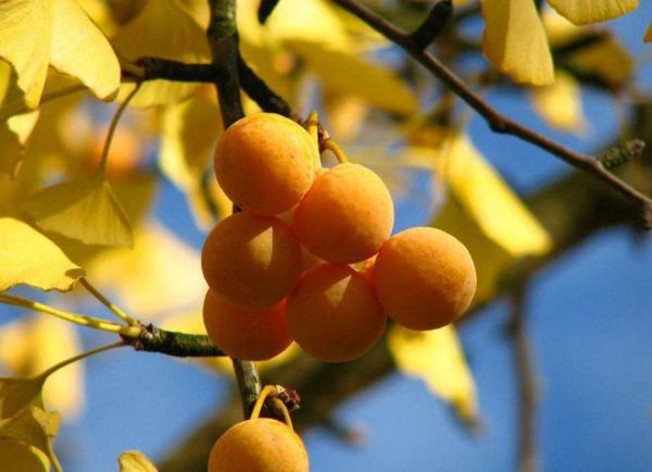 白果治疗外阴瘙痒有效吗_白果怎么用止痒最快-第1张图片-山城妙识 白果治疗外阴瘙痒有效吗_白果怎么用止痒最快-第1张图片-山城妙识