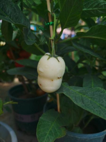 长得像娃娃的人参果是什么_娃娃人参果营养价值-第3张图片-山城妙识