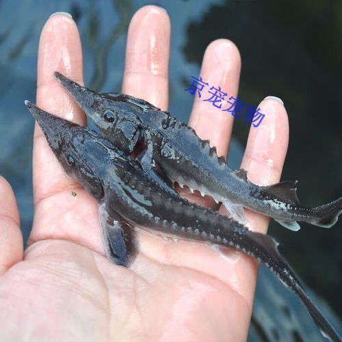 鱼缸养鲟鱼好养吗_鲟鱼鱼缸饲养技巧-第1张图片-山城妙识