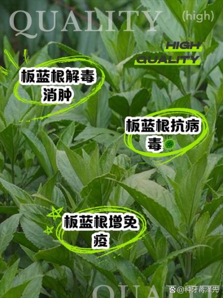 板蓝根孕妇可以喝吗_孕妇喝板蓝根安全吗-第1张图片-山城妙识 板蓝根孕妇可以喝吗_孕妇喝板蓝根安全吗-第1张图片-山城妙识