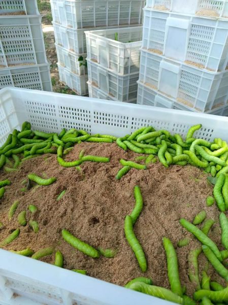 8亩地养豆虫一年能赚多少钱_豆虫养殖成本利润分析-第1张图片-山城妙识