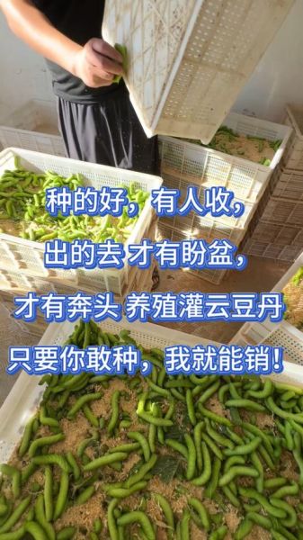 8亩地养豆虫一年能赚多少钱_豆虫养殖成本利润分析-第3张图片-山城妙识