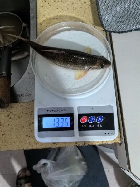 大石斑鱼多少钱一斤_大石斑鱼价格走势-第2张图片-山城妙识