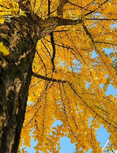 银杏叶图片唯美_如何拍出高级感-第2张图片-山城妙识