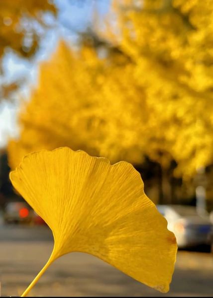 银杏叶图片唯美_如何拍出高级感-第1张图片-山城妙识