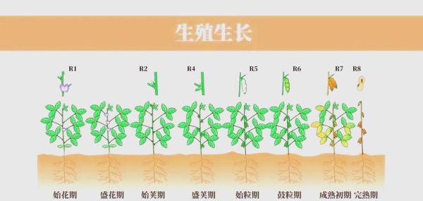 黄豆发芽需要几天_黄豆生长周期多久-第3张图片-山城妙识