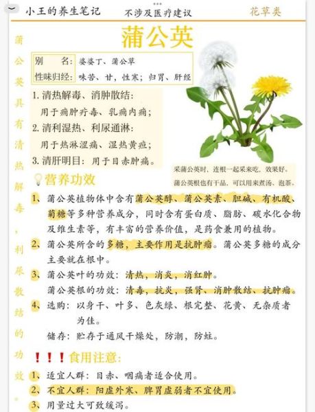 蒲公英的作用是什么_蒲公英的功效与禁忌-第1张图片-山城妙识 蒲公英的作用是什么_蒲公英的功效与禁忌-第1张图片-山城妙识