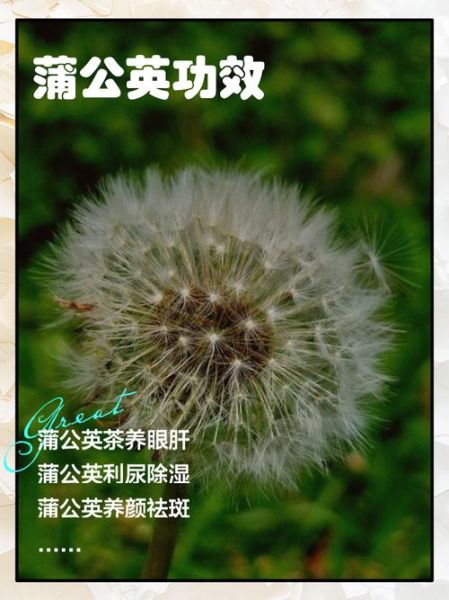 蒲公英的作用是什么_蒲公英的功效与禁忌-第2张图片-山城妙识 蒲公英的作用是什么_蒲公英的功效与禁忌-第2张图片-山城妙识