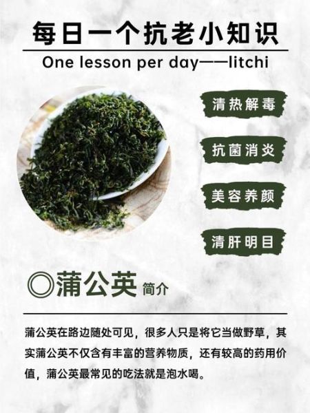 蒲公英的作用是什么_蒲公英的功效与禁忌-第3张图片-山城妙识 蒲公英的作用是什么_蒲公英的功效与禁忌-第3张图片-山城妙识