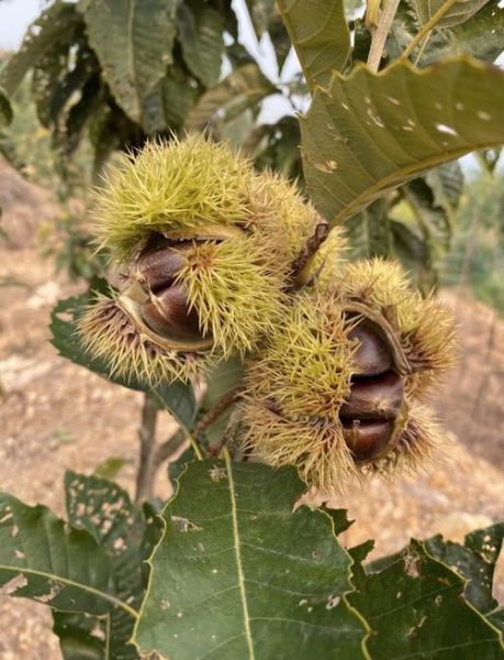 河北最有名的土特产有哪些_河北特产送人推荐-第2张图片-山城妙识 河北最有名的土特产有哪些_河北特产送人推荐-第2张图片-山城妙识