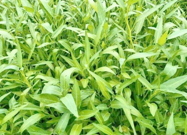 野空心菜图片大全_野空心菜和空心菜的区别-第2张图片-山城妙识