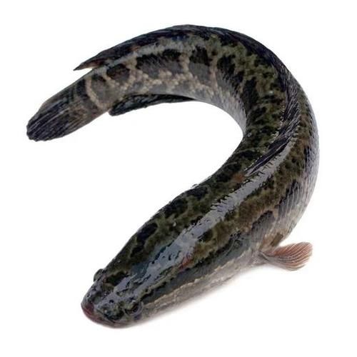 黑鱼是什么鱼_黑鱼图片大全-第1张图片-山城妙识