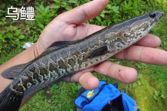 黑鱼是什么鱼_黑鱼图片大全-第2张图片-山城妙识