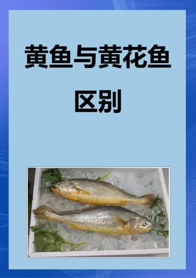 海黄鱼和黄花鱼的区别_哪个更好吃-第1张图片-山城妙识