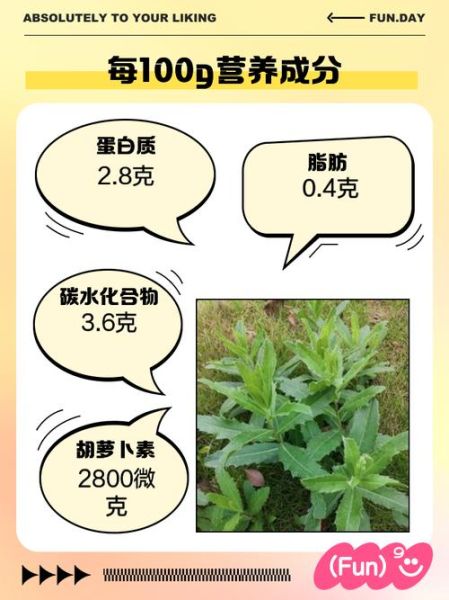 刺菜泡水喝有什么好处_刺菜泡水喝的正确方法-第3张图片-山城妙识