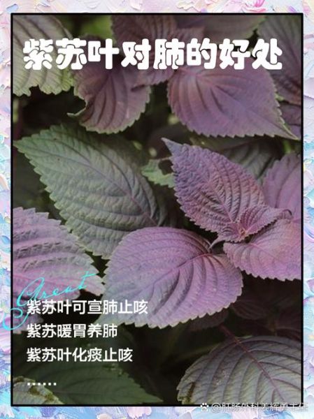 苏子叶和紫苏叶的区别_哪个才是紫苏-第1张图片-山城妙识