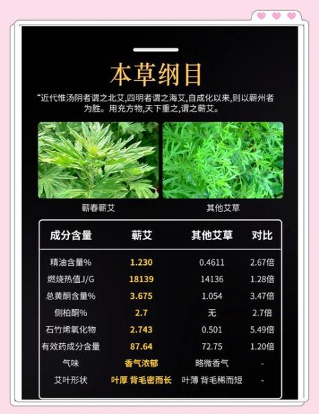 艾叶和艾草功效一样吗_区别与作用全解析-第1张图片-山城妙识 艾叶和艾草功效一样吗_区别与作用全解析-第1张图片-山城妙识