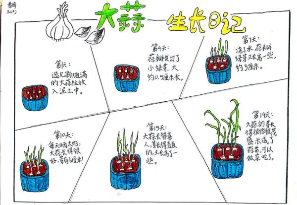 青蒜苗怎么种_青蒜苗种植时间和方法-第2张图片-山城妙识 青蒜苗怎么种_青蒜苗种植时间和方法-第2张图片-山城妙识