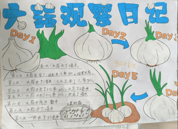 青蒜苗怎么种_青蒜苗种植时间和方法-第3张图片-山城妙识 青蒜苗怎么种_青蒜苗种植时间和方法-第3张图片-山城妙识