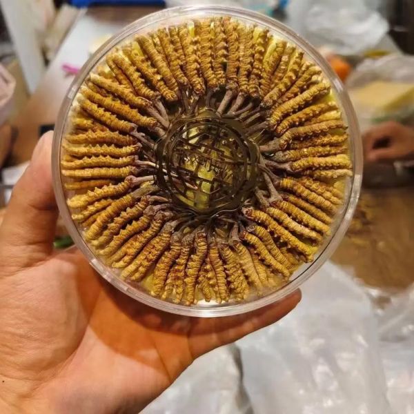 金虫草的功效与作用_金虫草怎么吃效果最好-第1张图片-山城妙识 金虫草的功效与作用_金虫草怎么吃效果最好-第1张图片-山城妙识