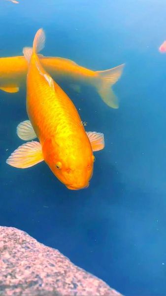 十大招财鱼图片_哪种鱼最旺财-第3张图片-山城妙识