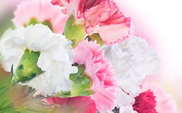 康乃馨图片大全大图_康乃馨高清壁纸哪里找-第1张图片-山城妙识