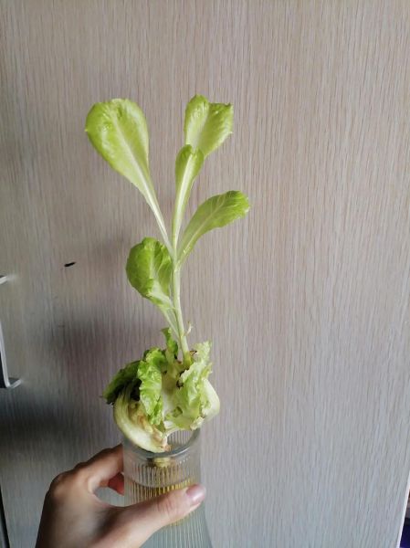 花椰菜怎么洗_花椰菜清洗的正确方法-第3张图片-山城妙识