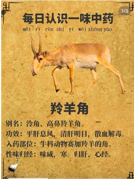 羚羊角图片真假辨别_羚羊角药用价值有哪些-第1张图片-山城妙识