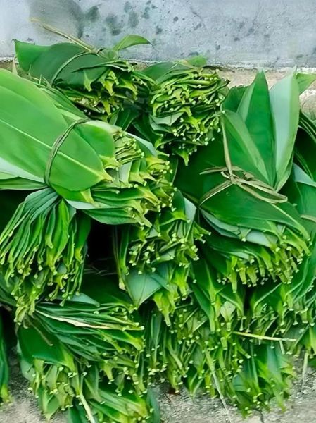 粽子叶是什么植物_粽子叶有哪些常见种类-第2张图片-山城妙识