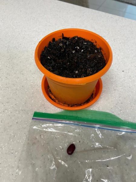 青豆发芽了还能不能吃_吃了会不会中毒-第3张图片-山城妙识