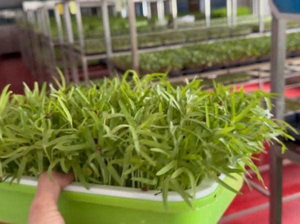 芽苗菜培训技术哪里最好_芽苗菜技术培训机构推荐-第3张图片-山城妙识 芽苗菜培训技术哪里最好_芽苗菜技术培训机构推荐-第3张图片-山城妙识