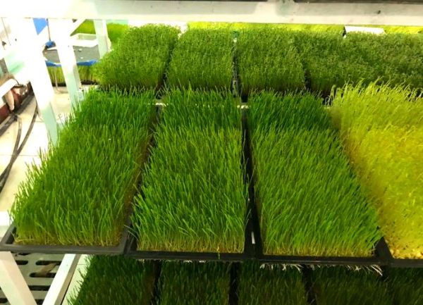 芽苗菜培训技术哪里最好_芽苗菜技术培训机构推荐-第1张图片-山城妙识 芽苗菜培训技术哪里最好_芽苗菜技术培训机构推荐-第1张图片-山城妙识