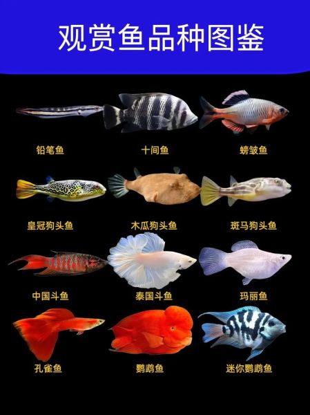 小型观赏鱼有哪些_新手怎么选-第1张图片-山城妙识