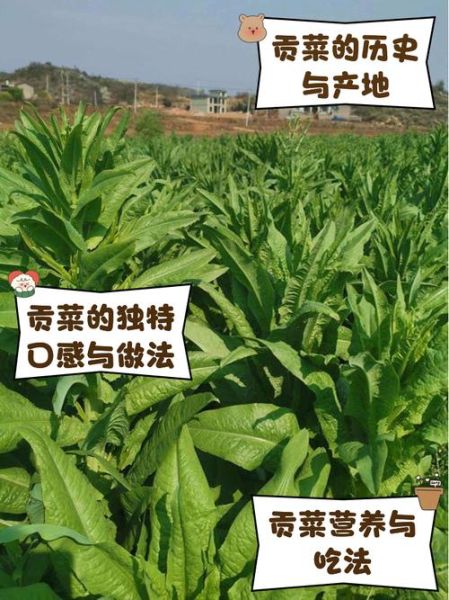 贡菜长什么样_贡菜生长过程-第2张图片-山城妙识