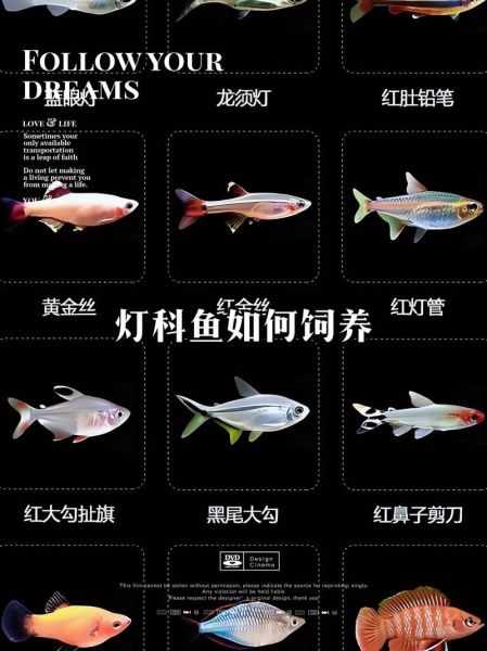 小型观赏鱼有哪些_新手怎么选-第3张图片-山城妙识