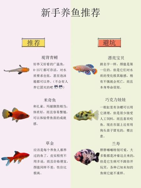 小型观赏鱼有哪些_新手怎么选-第2张图片-山城妙识