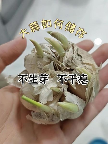 大蒜头怎么保存不发芽_大蒜头功效与作用有哪些-第1张图片-山城妙识