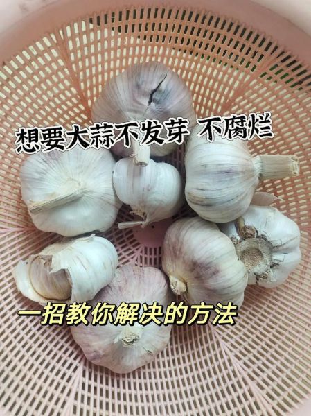 大蒜头怎么保存不发芽_大蒜头功效与作用有哪些-第2张图片-山城妙识