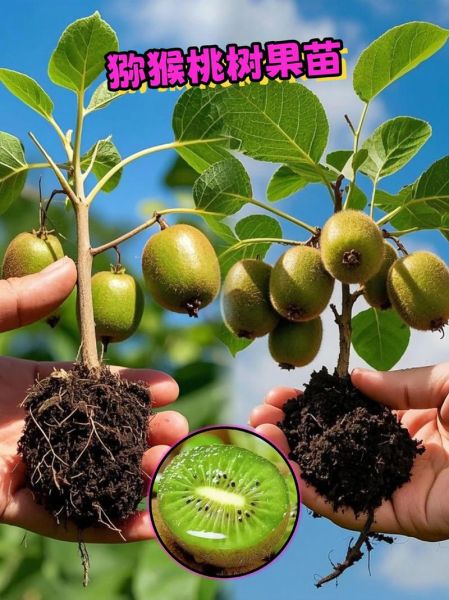 猕猴桃怎么种植_猕猴桃种植方法-第1张图片-山城妙识
