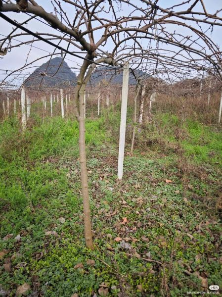 猕猴桃怎么种植_猕猴桃种植方法-第2张图片-山城妙识